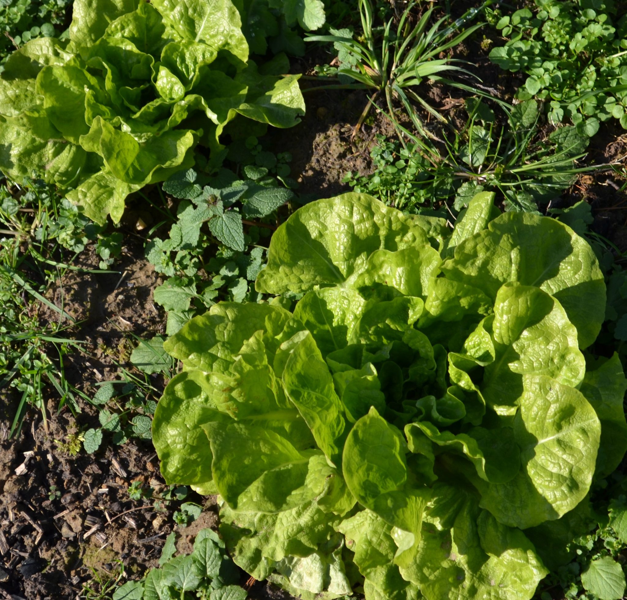 Laitue verte d'hiver - Le Potager du Gailleroux, permaculture, jardin ...