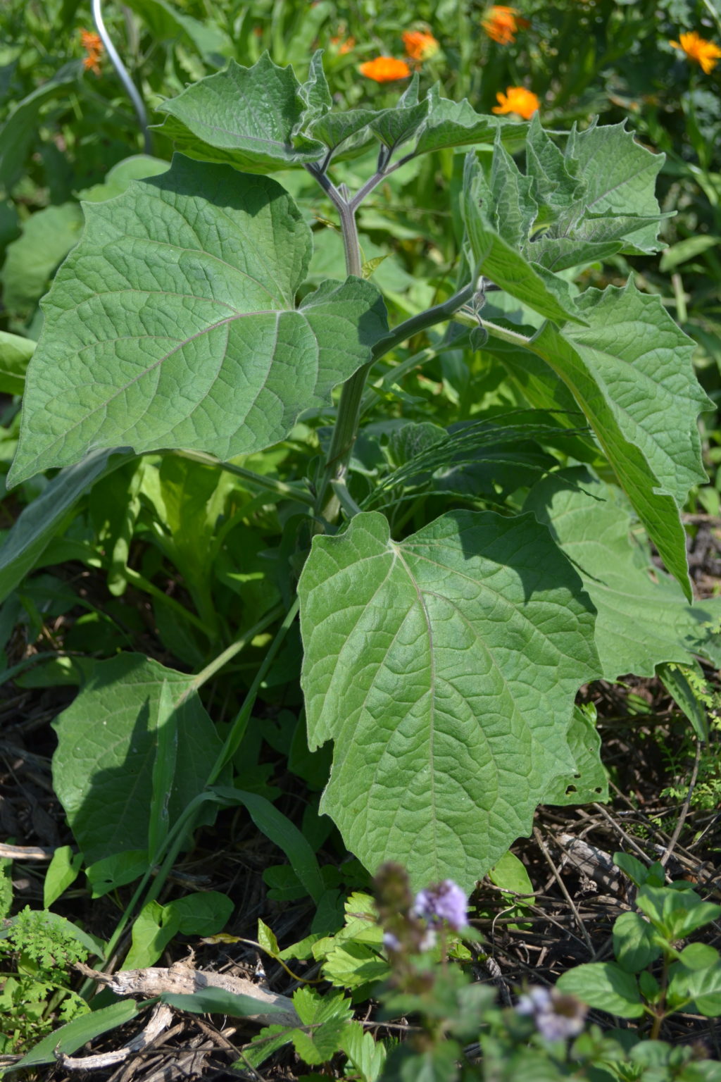 Physalis Cerise de terre - Le Potager du Gailleroux, permaculture ...