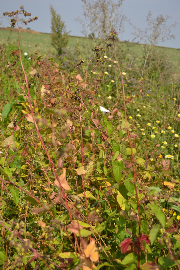Sarrasin - Le Potager du Gailleroux, permaculture, jardin-forêt ...