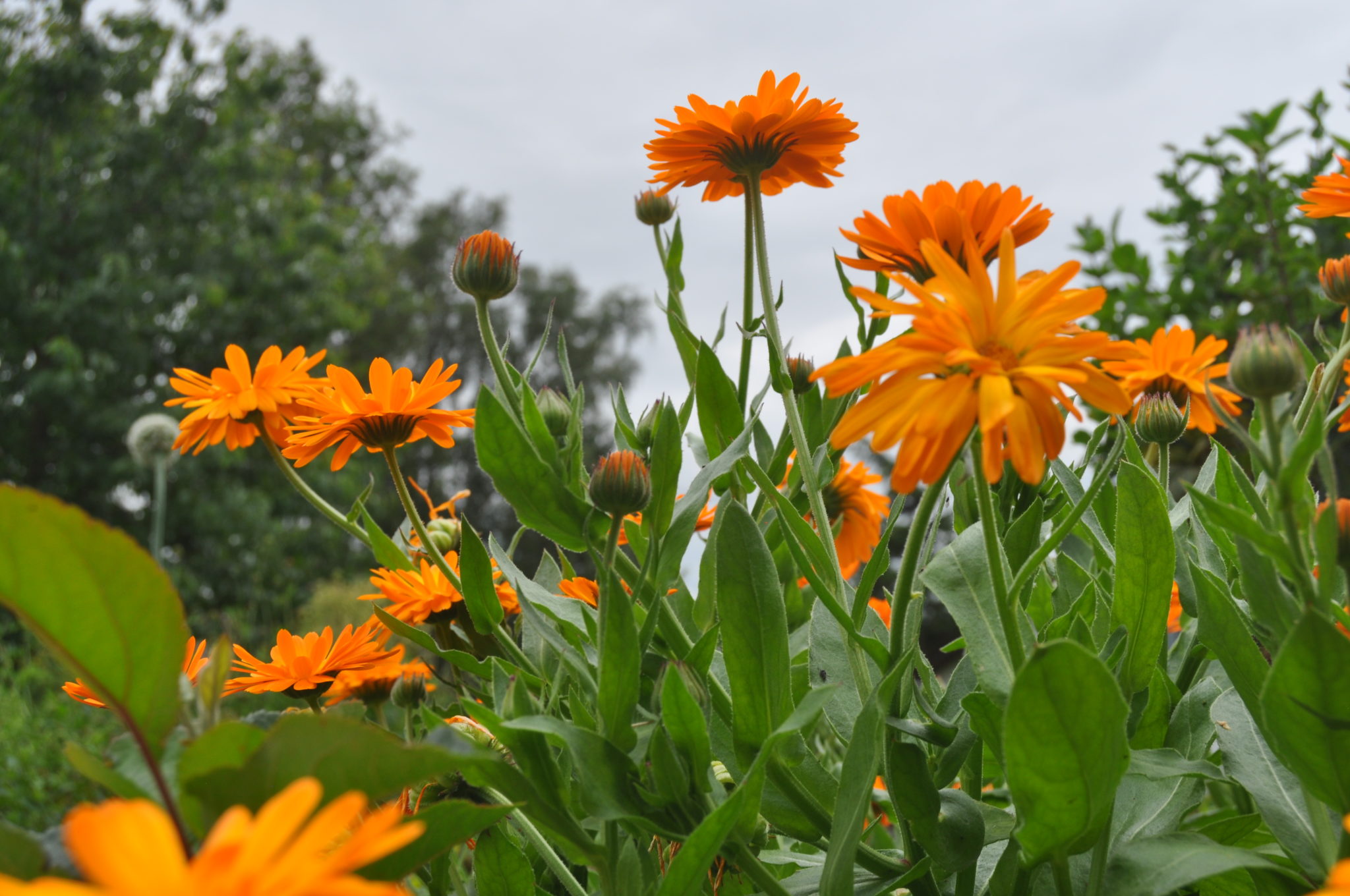 Souci officinal ou calendula - Le Potager du Gailleroux, permaculture ...