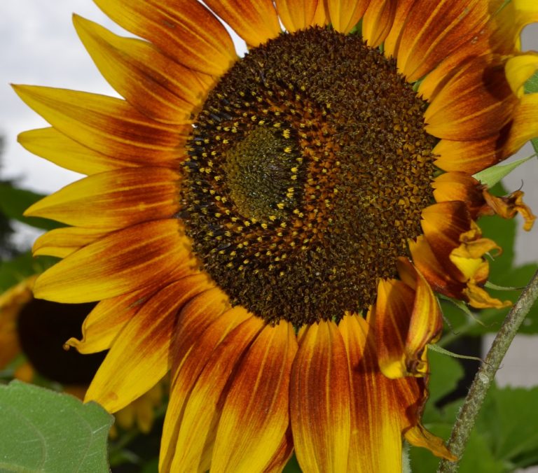 Tournesol géant Titan - Le Potager du Gailleroux, permaculture, jardin ... Tournesol géant Titan - Le Potager du Gailleroux, permaculture, jardin ...