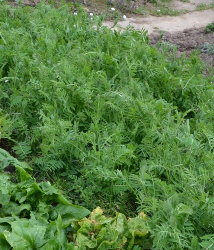 Vesce - Le Potager du Gailleroux, permaculture, jardin-forêt, graines ...