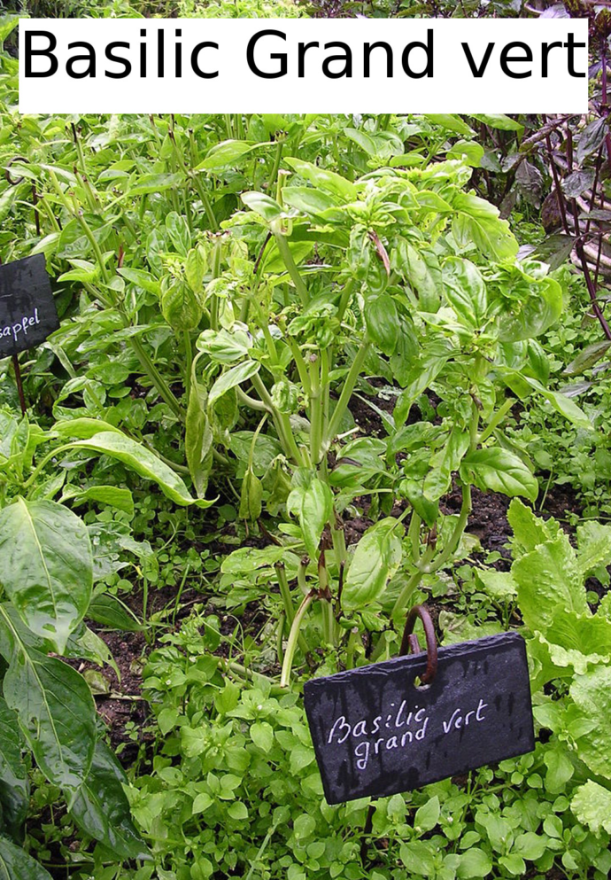 Basilic Grand Vert - Le Potager du Gailleroux, permaculture, jardin ...