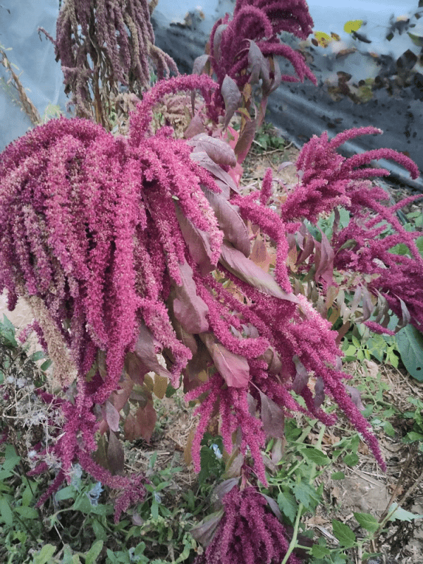 Les amaranthes, les cheveux de l’oiseau-serpent - Le Potager du ...