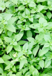 Basilic Citron - Le Potager du Gailleroux, permaculture, jardin-forêt ...