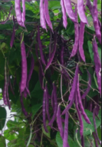 Haricot violet Blauhilde - Le Potager du Gailleroux, permaculture ...