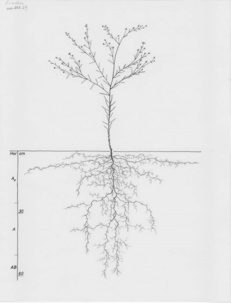 Lin bleu - Le Potager du Gailleroux, permaculture, jardin-forêt ...
