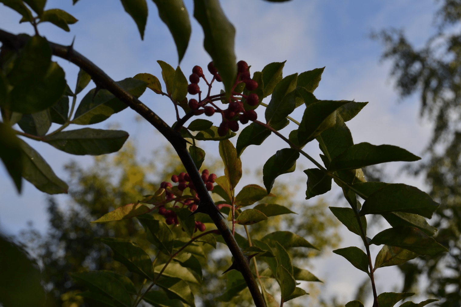 Le poivre en région tempérée - Le Potager du Gailleroux, permaculture ...