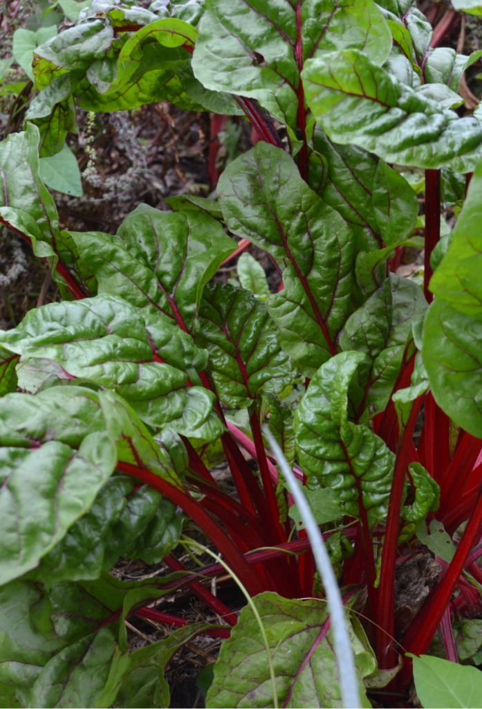 Bettes à cardes rouges - Le Potager du Gailleroux, permaculture, jardin ...